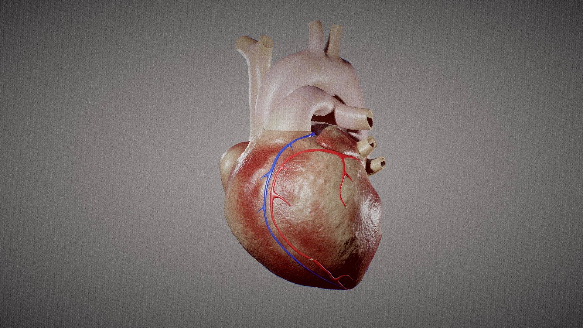 Heart textured (dog anatomy) - Buy Royalty Free 3D model by rpinto3d ...