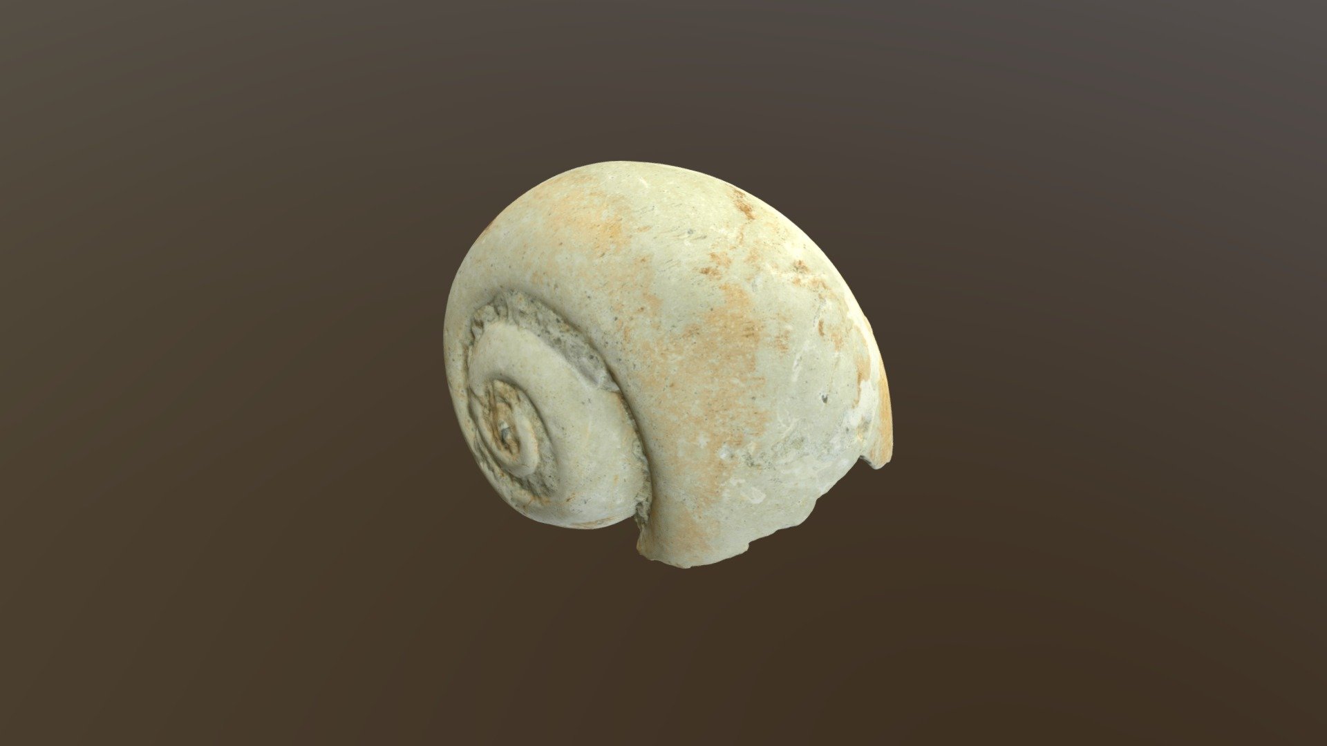 Gyrodes biangulata - Download Free 3D model by Shellie Luallin ...