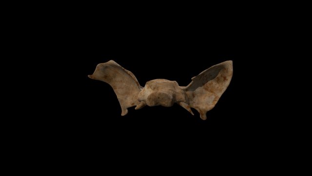 Sphenoid 3D models - Sketchfab