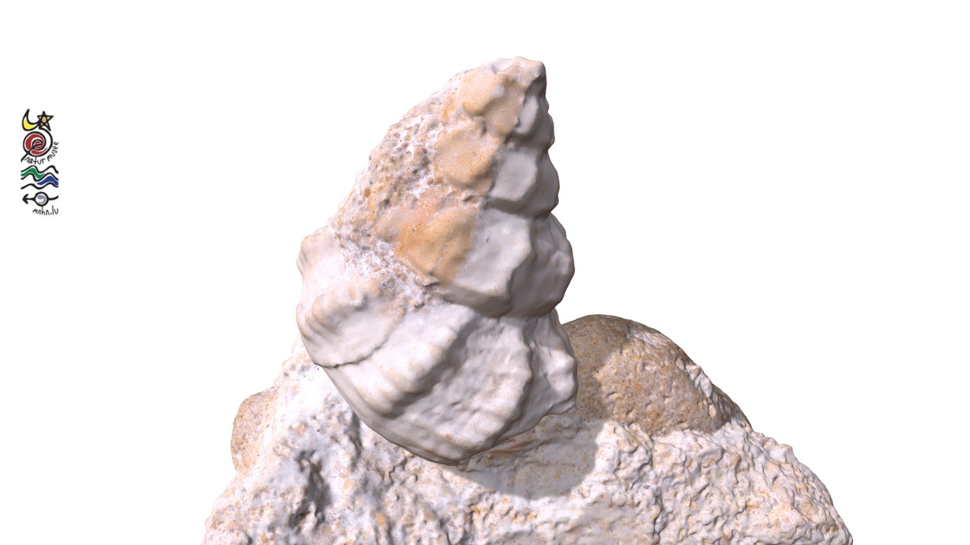 Spirocirrus weisi BR299 - Holotype - Download Free 3D model by Musée ...