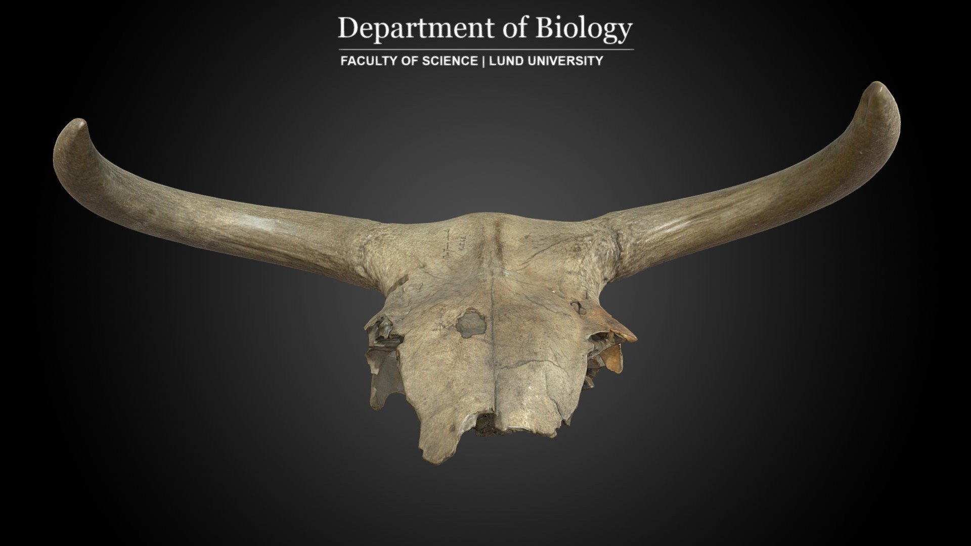 Cranium of Aurochs (Bos primigenius) - 3D model by 3D Lab - Department ...