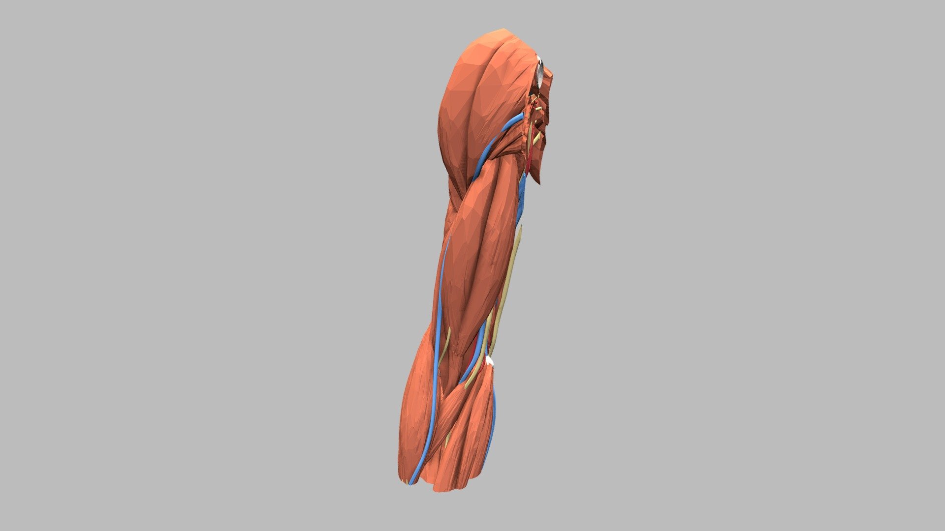Right Arm - 3D model by simonsch [bebe8ce] - Sketchfab