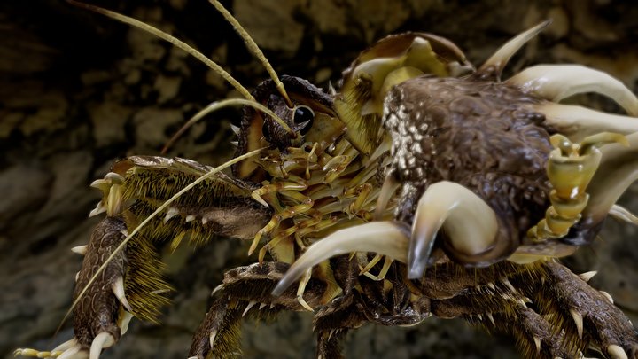Roach 3D models - Sketchfab