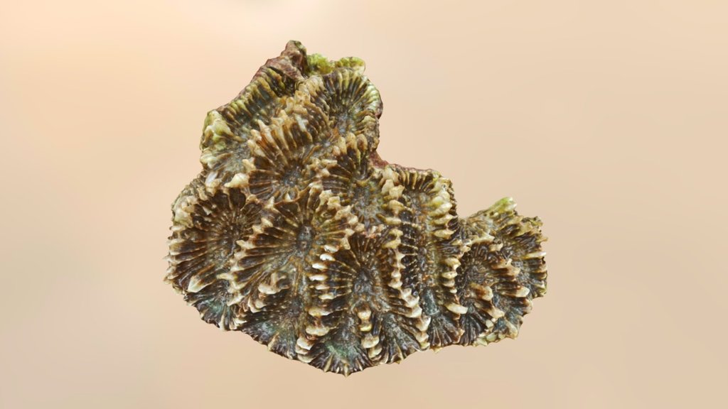 Oulophyllia crispa coral (visible light) - 3D model by Luis Gutierrez H ...