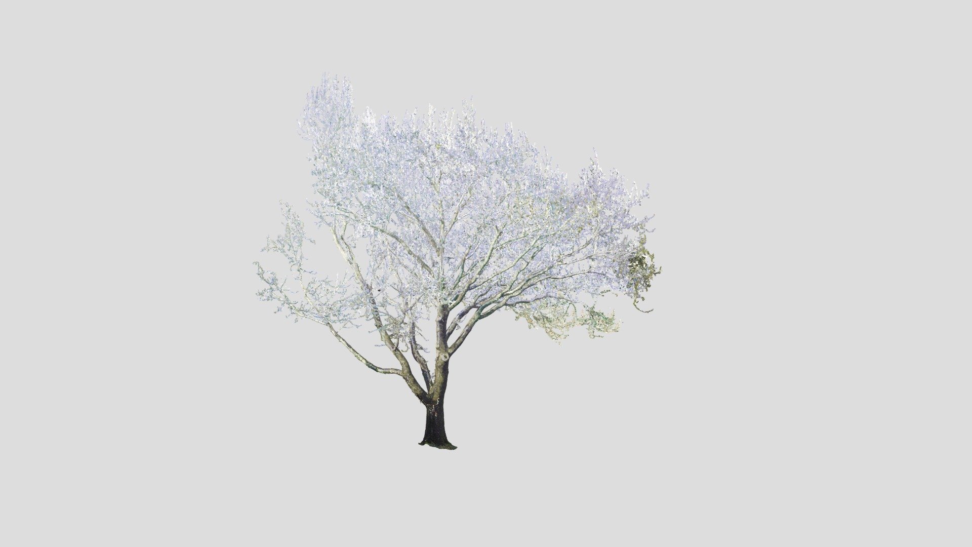 Tree Point Cloud - Buy Royalty Free 3D model by magnum_opus (@tree ...