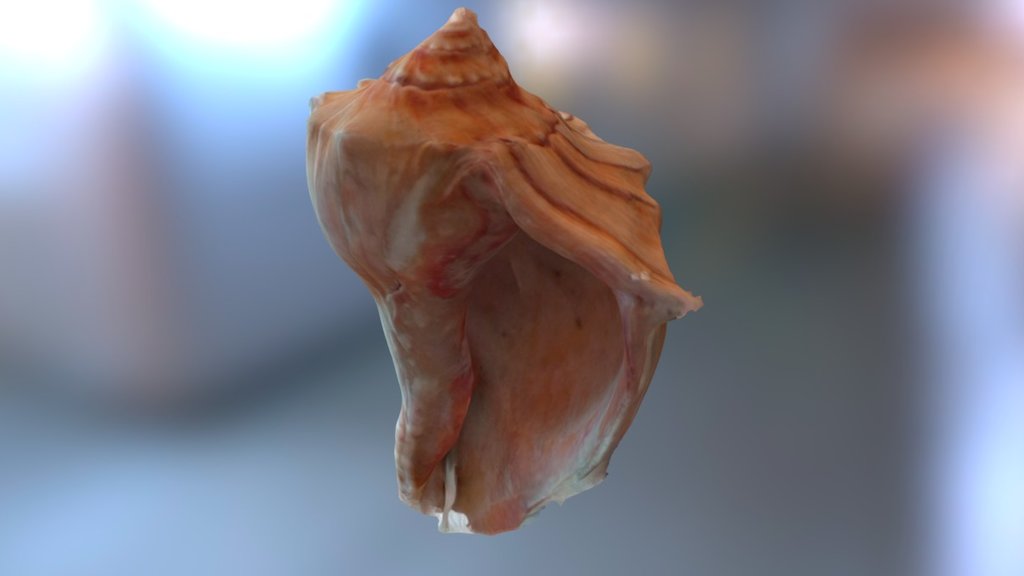 conch shell - 3D model by robstoll [bed59cc] - Sketchfab