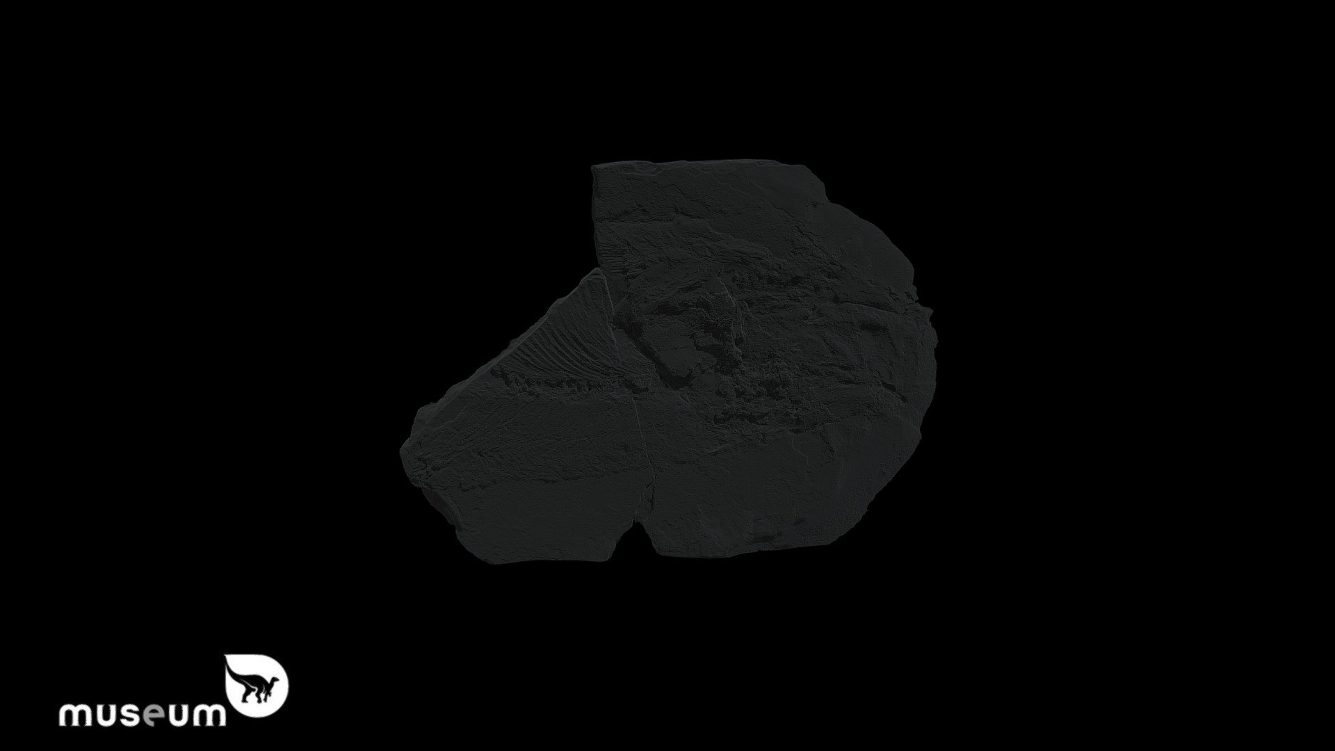 IRSNB P 03382 - Aethalionopsis robustus - 3D model by Royal Belgian ...