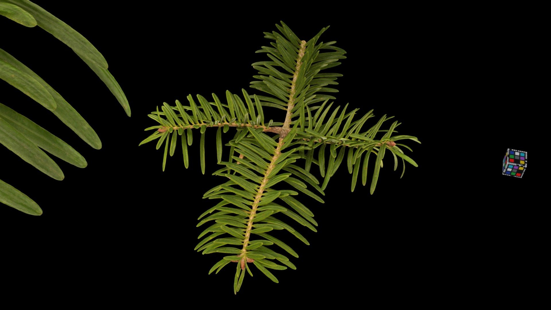 CC0 モミ 🌲 Japanese Fir, Abies firma - Download Free 3D model by ffish ...