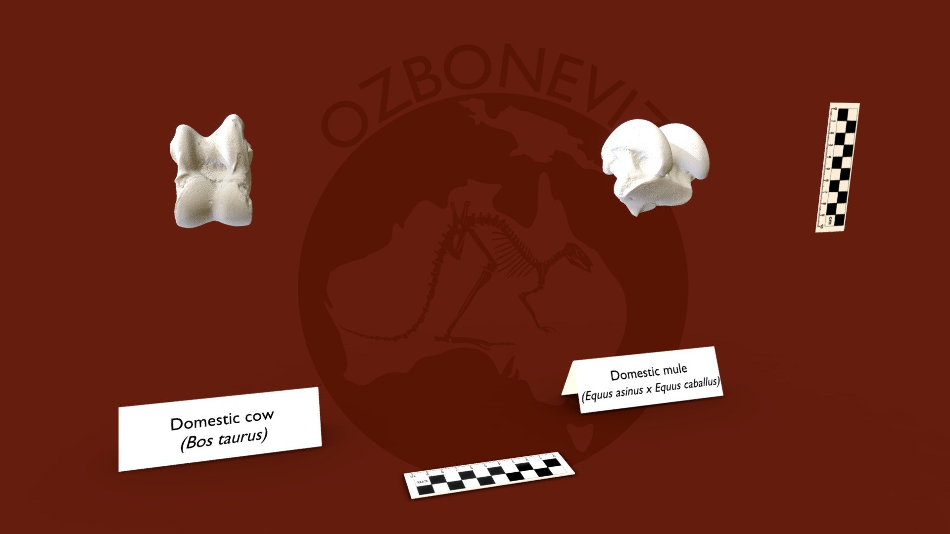 Large mammal astragalus (talus) - 3D model by Ozboneviz [beec3ed ...