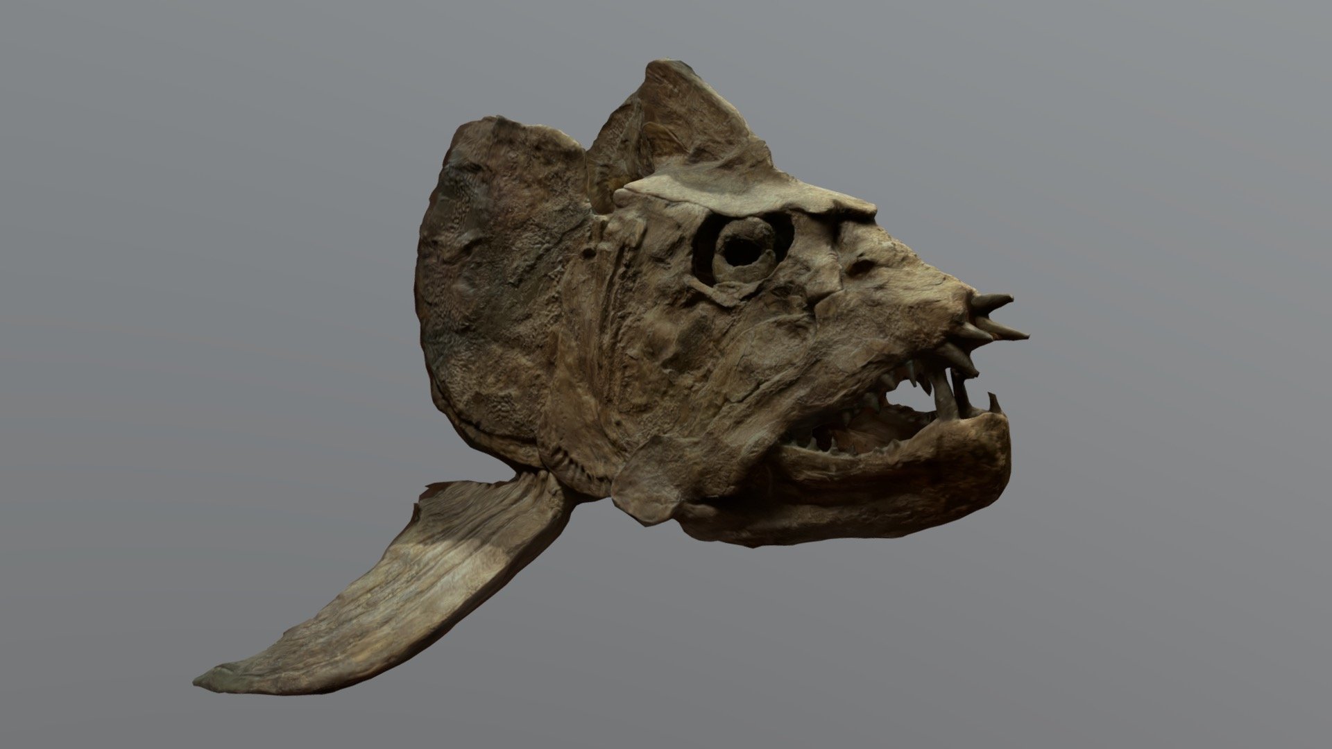 Xiphactinus 3d Model Xiphactinus Pictures AZ Animals