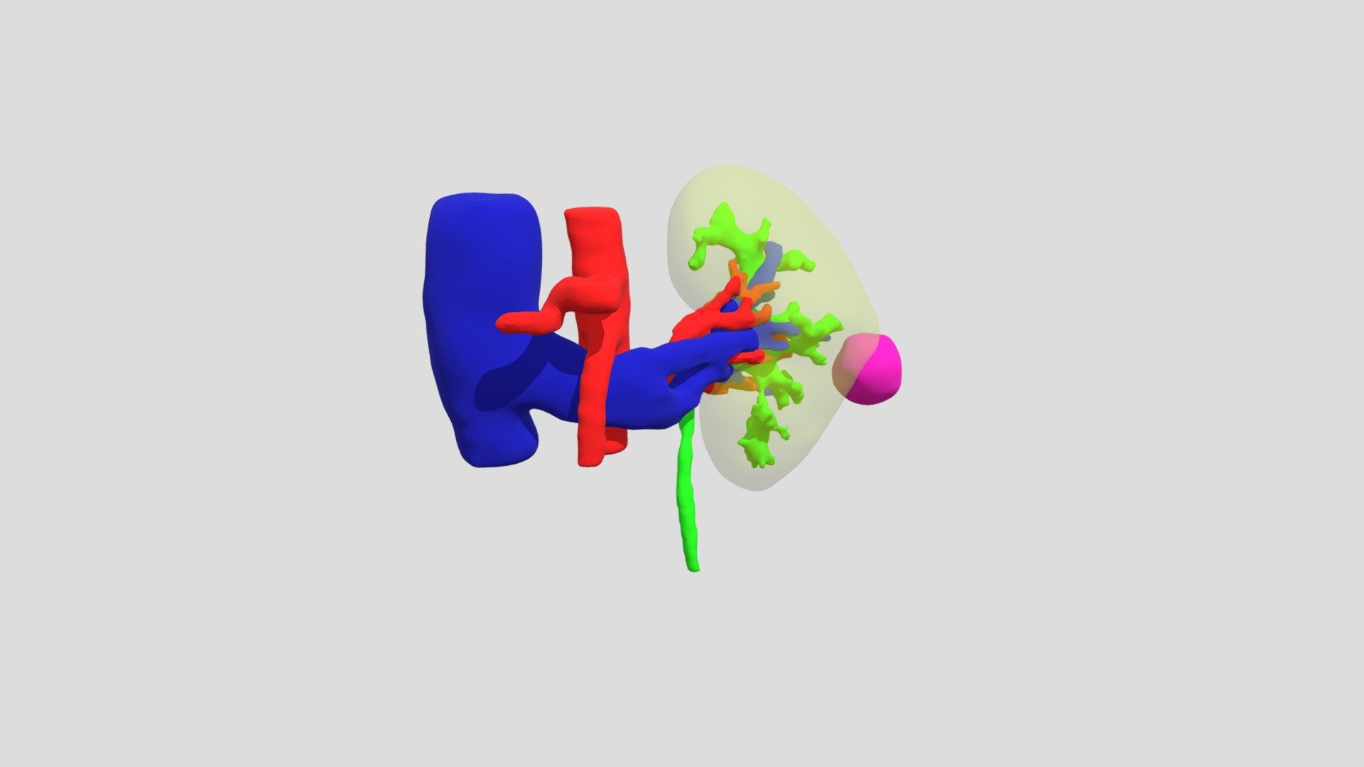 Nilo_27/07/2021 - Download Free 3D model by augenmed [bef38ff] - Sketchfab