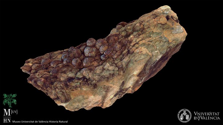 Trace_fossil 3D models - Sketchfab