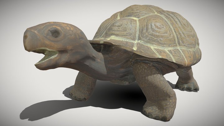 Turtle 3D models - Sketchfab