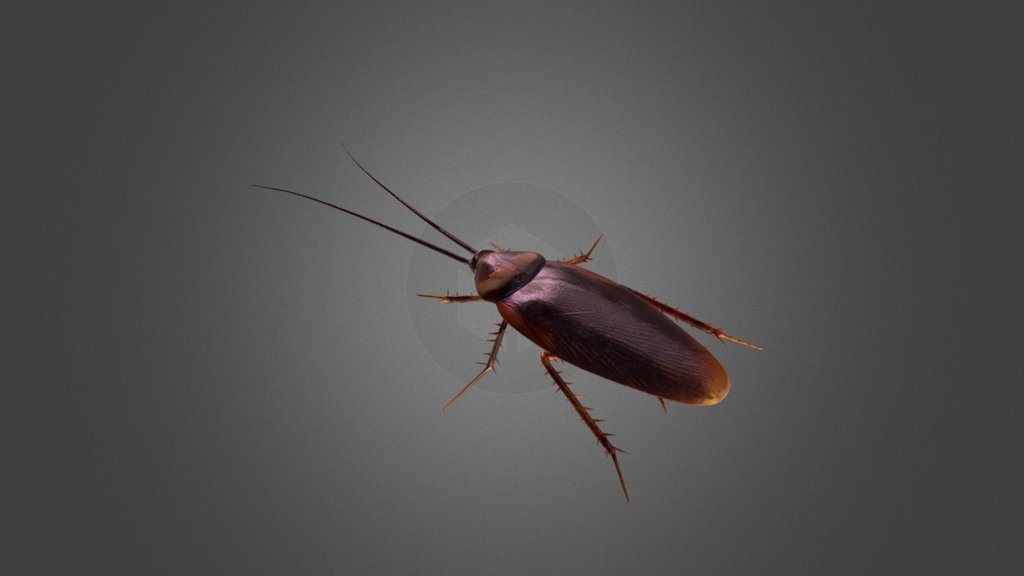 Cockroach - 3D model by GuntarsM [bef91c8] - Sketchfab