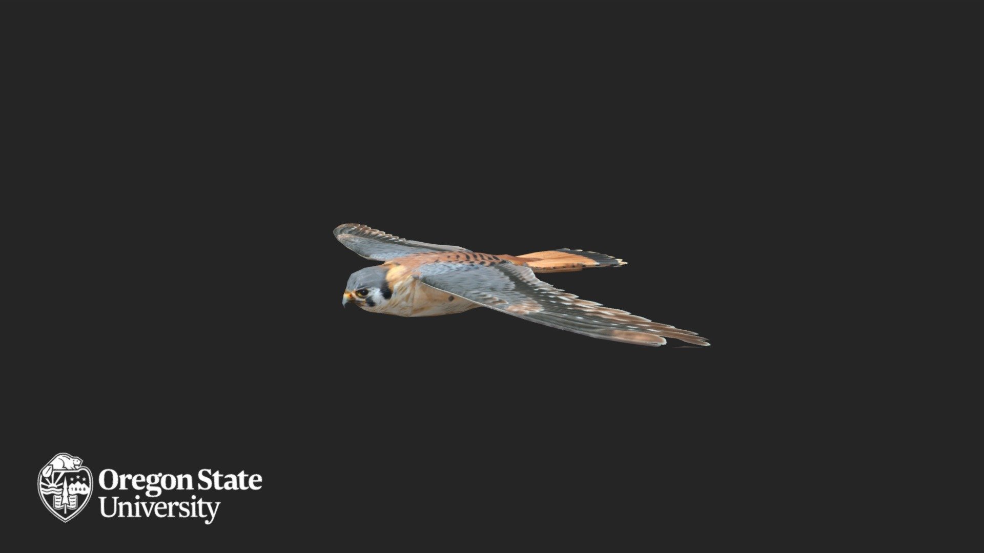 American Kestrel - in Flight - Download Free 3D model by Oregon State ...
