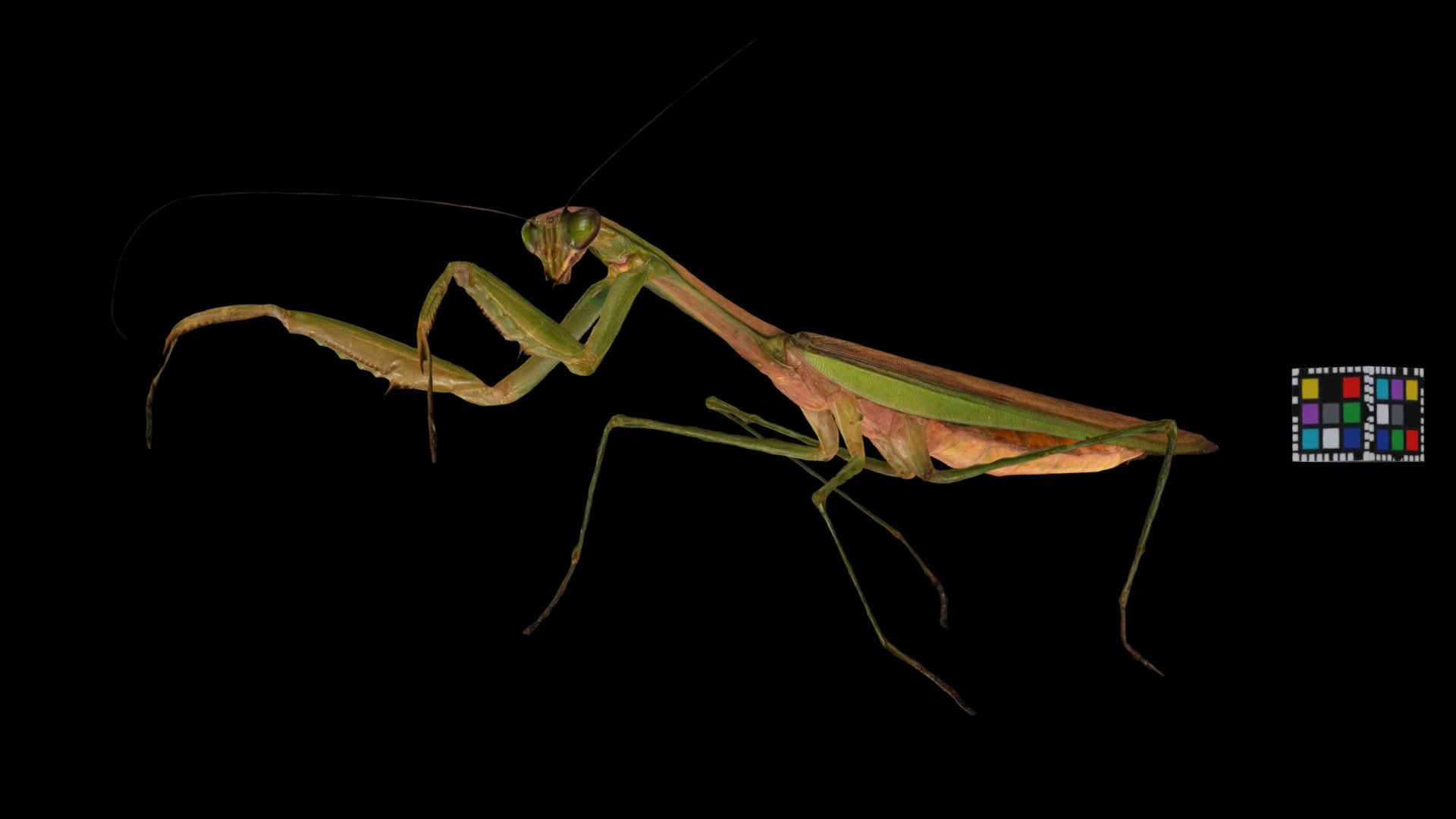 CC0 オオカマキリ ♂ Giant Mantis, Tenodera aridifolia - Download Free 3D model ...