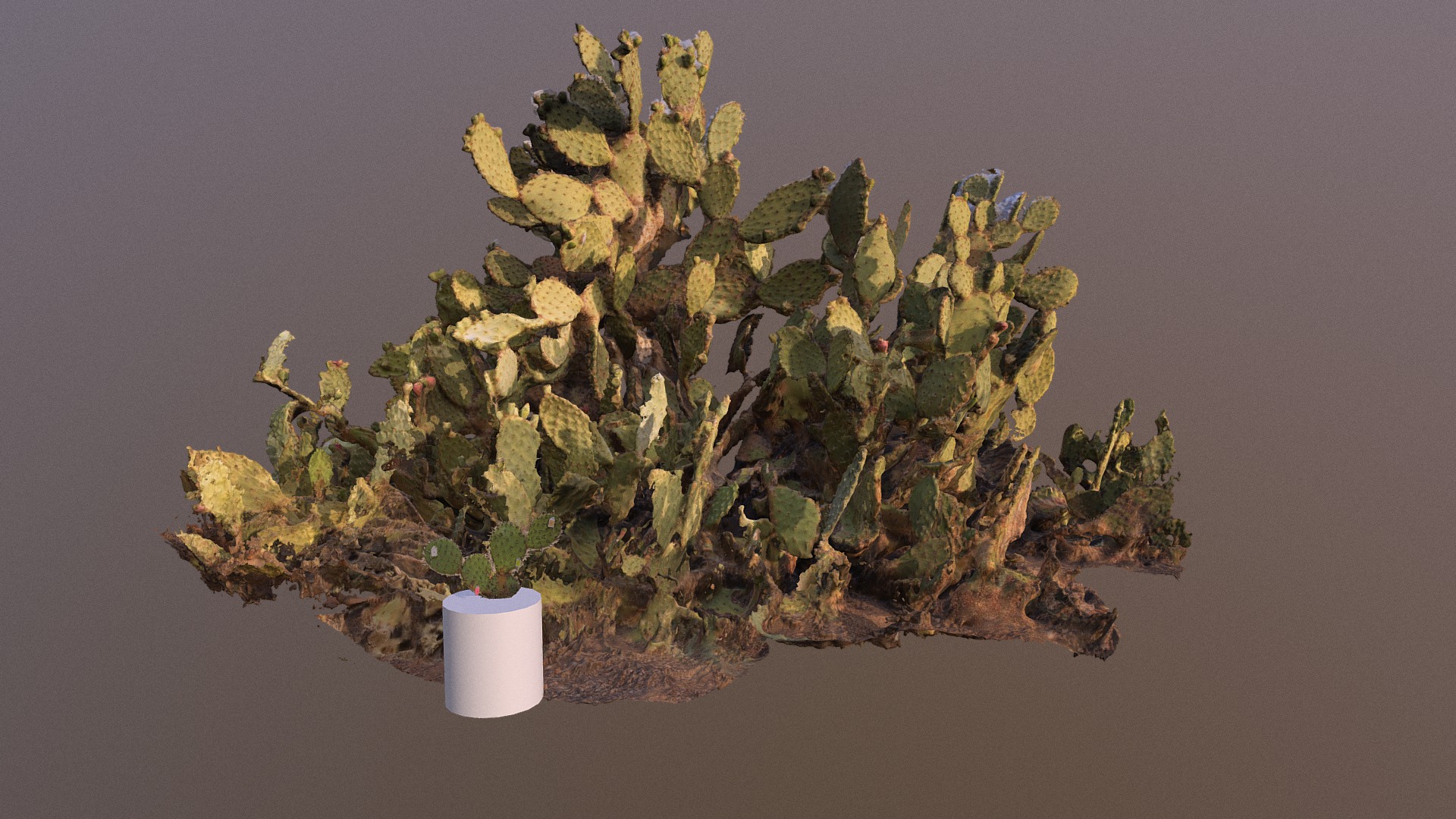 Virtual Garden: Cactus - 3D model by Plant Conservation - San Diego Zoo ...