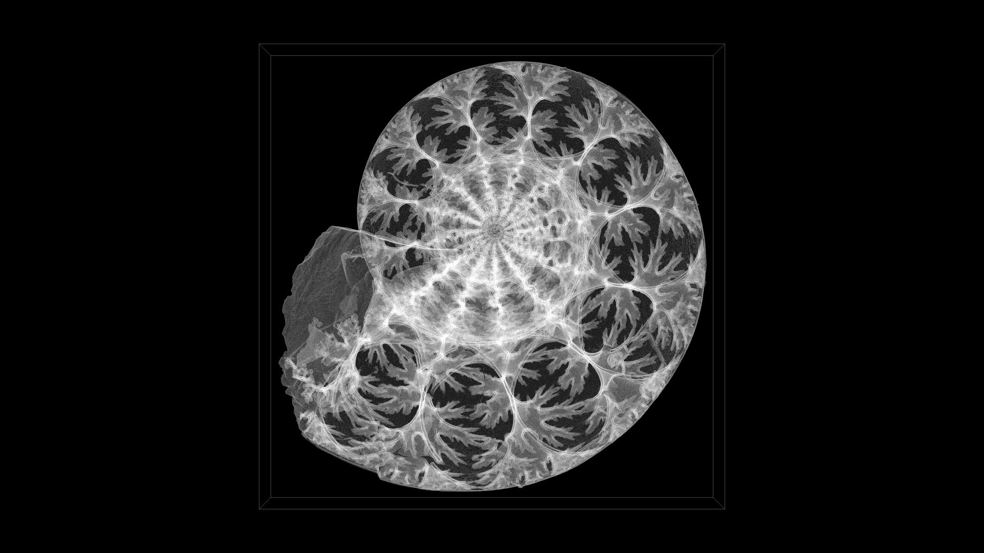 Mega Fossil Ammonite Crystal (right) - 3D model by Crystal Proteins ...