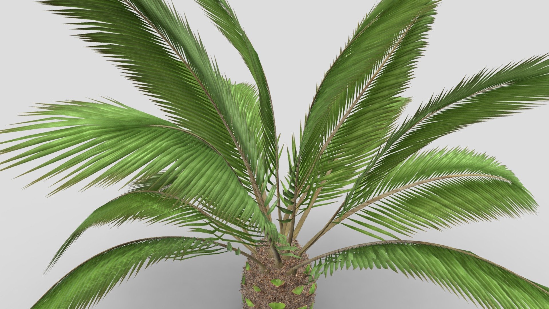 Canary Island date palm - 3D Model - 3D model by Kailash H Kanojia ...