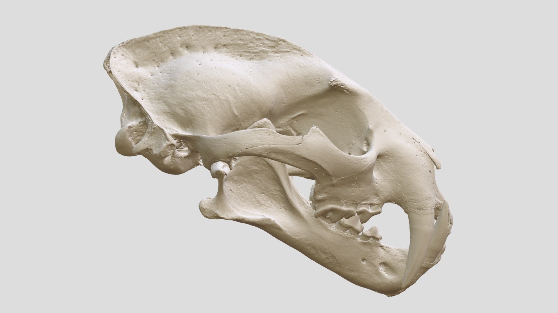 Neofelis nebulosa (MSB:Mamm:89016) - Download Free 3D model by ...
