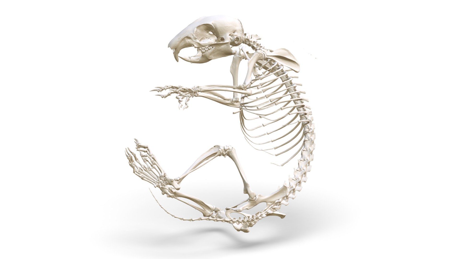 Spermophilus parryii (MSB:Mamm:232054) - 3D model by Biodiversity ...