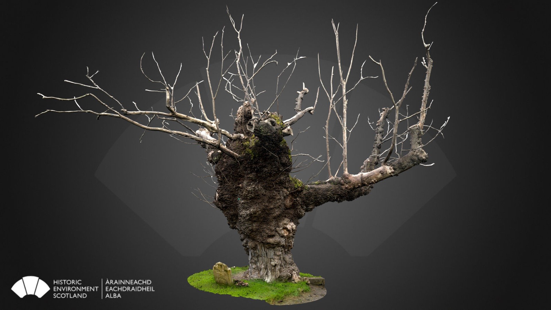 Beauly Elm - 3D model by Historic Environment Scotland ...