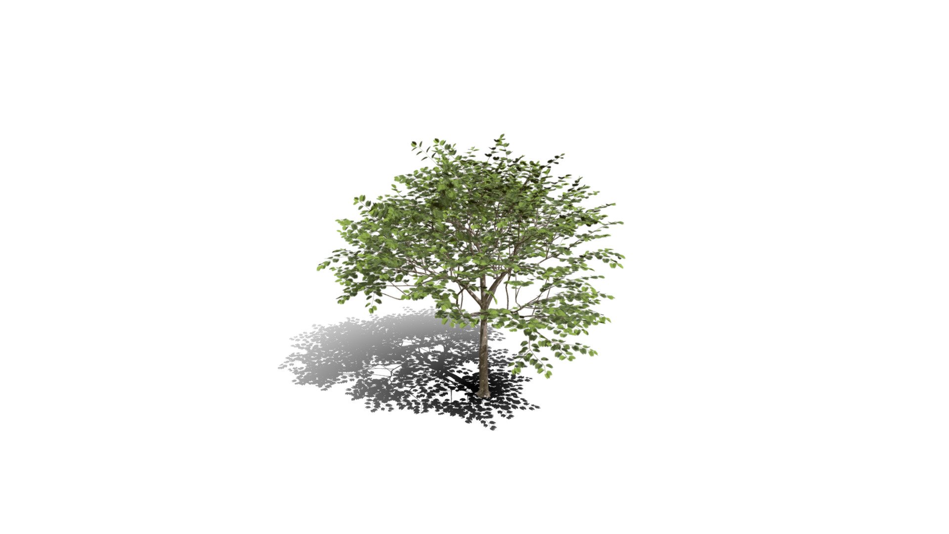 Realistic HD Hong Kong orchid tree (29/40) - Download Free 3D model by ...