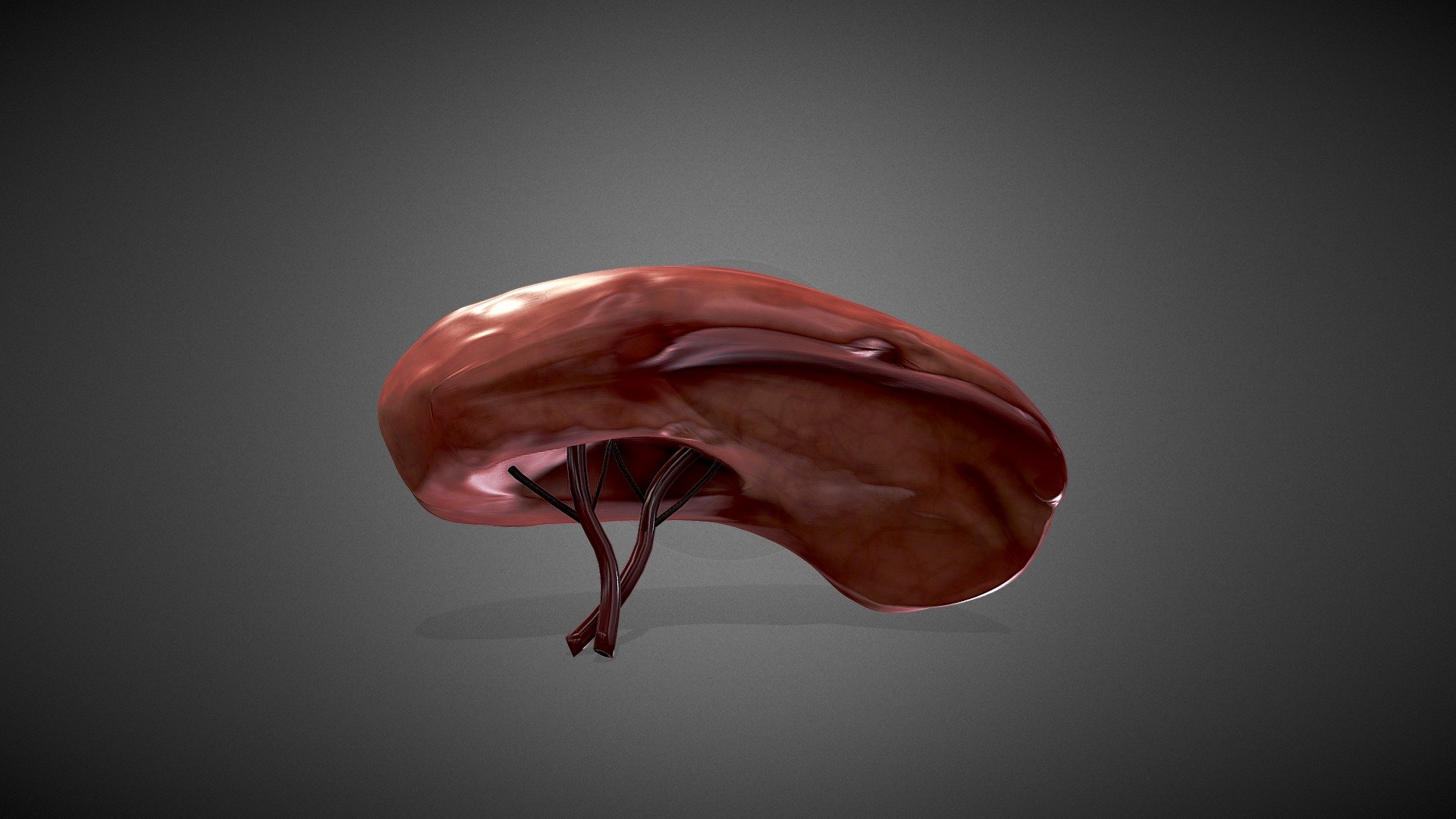 Human spleen - 3D model by SandraHaraldsson99 [bf21060] - Sketchfab
