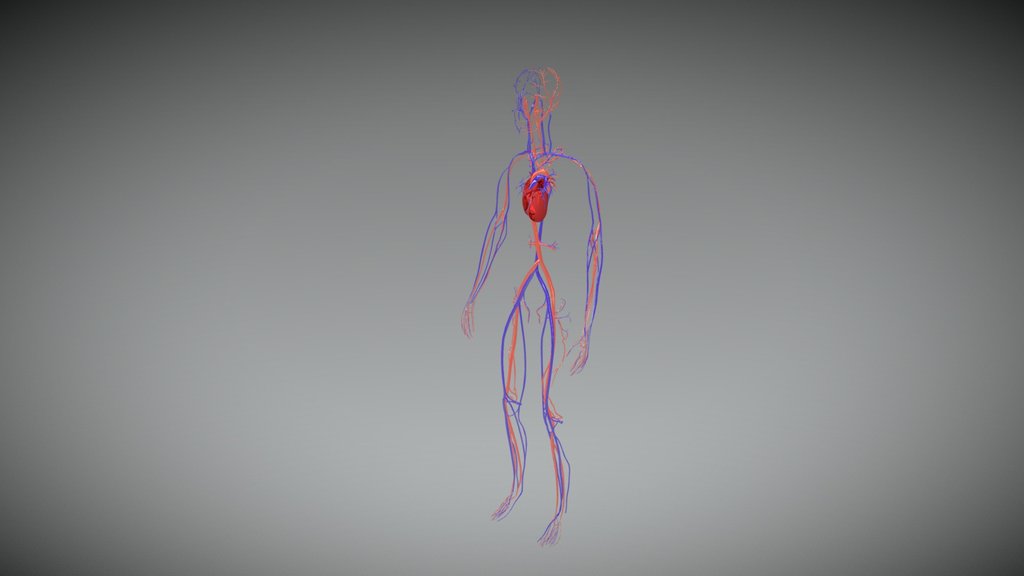 Circulatory System - A 3D model collection by smithali - Sketchfab