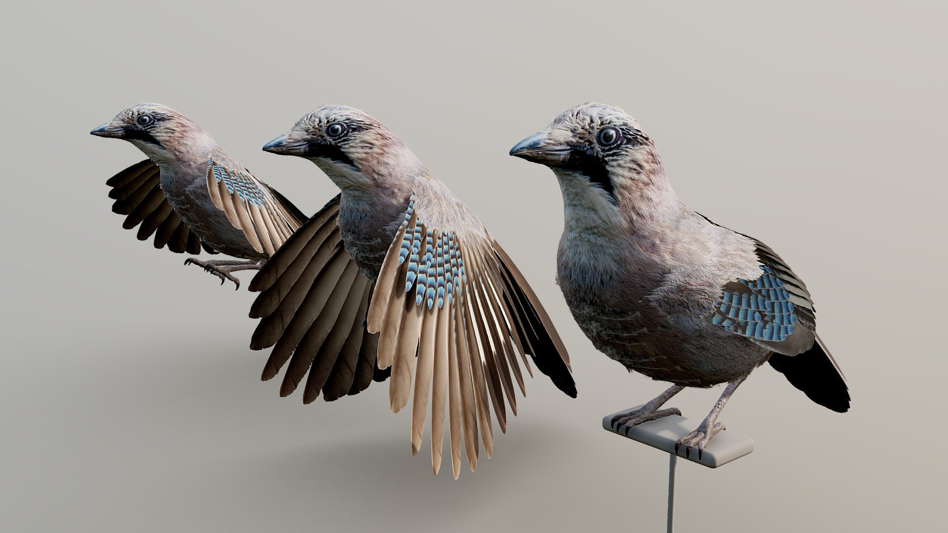 Oak jay (young) - Buy Royalty Free 3D model by César Vonc (@cesarvonc ...
