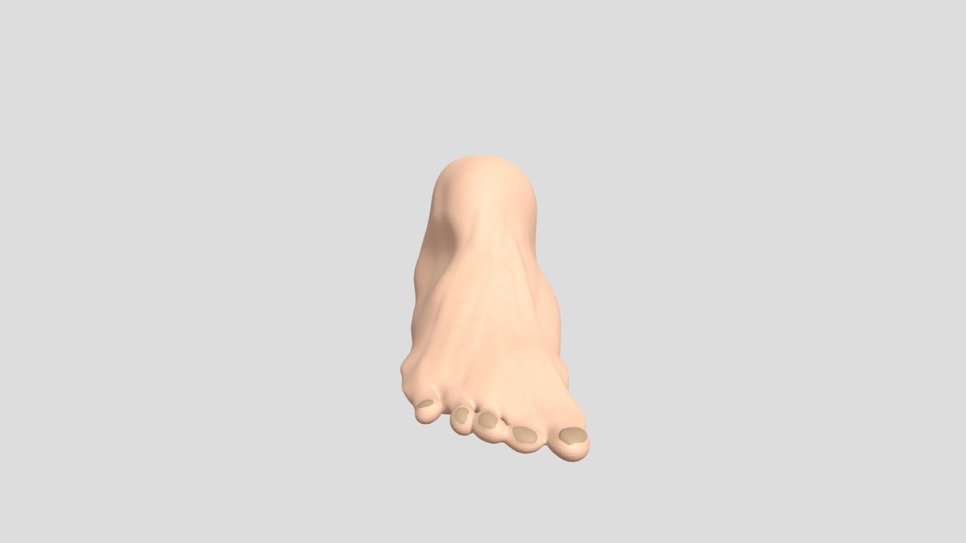 Foot Model - 3D model by JamesCapewell [bf2b387] - Sketchfab