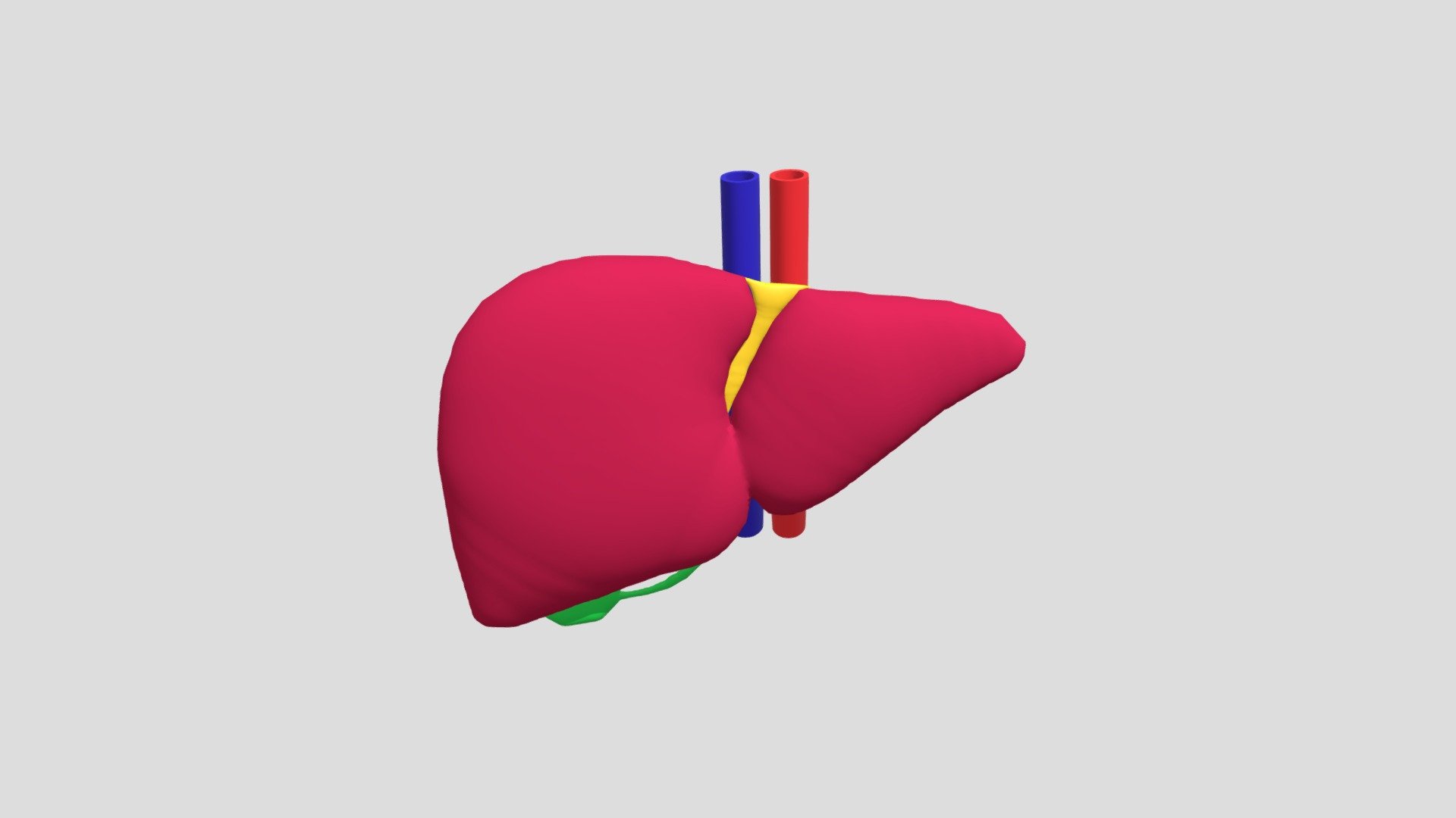Liver - Download Free 3D model by babaali [bf2d1b4] - Sketchfab