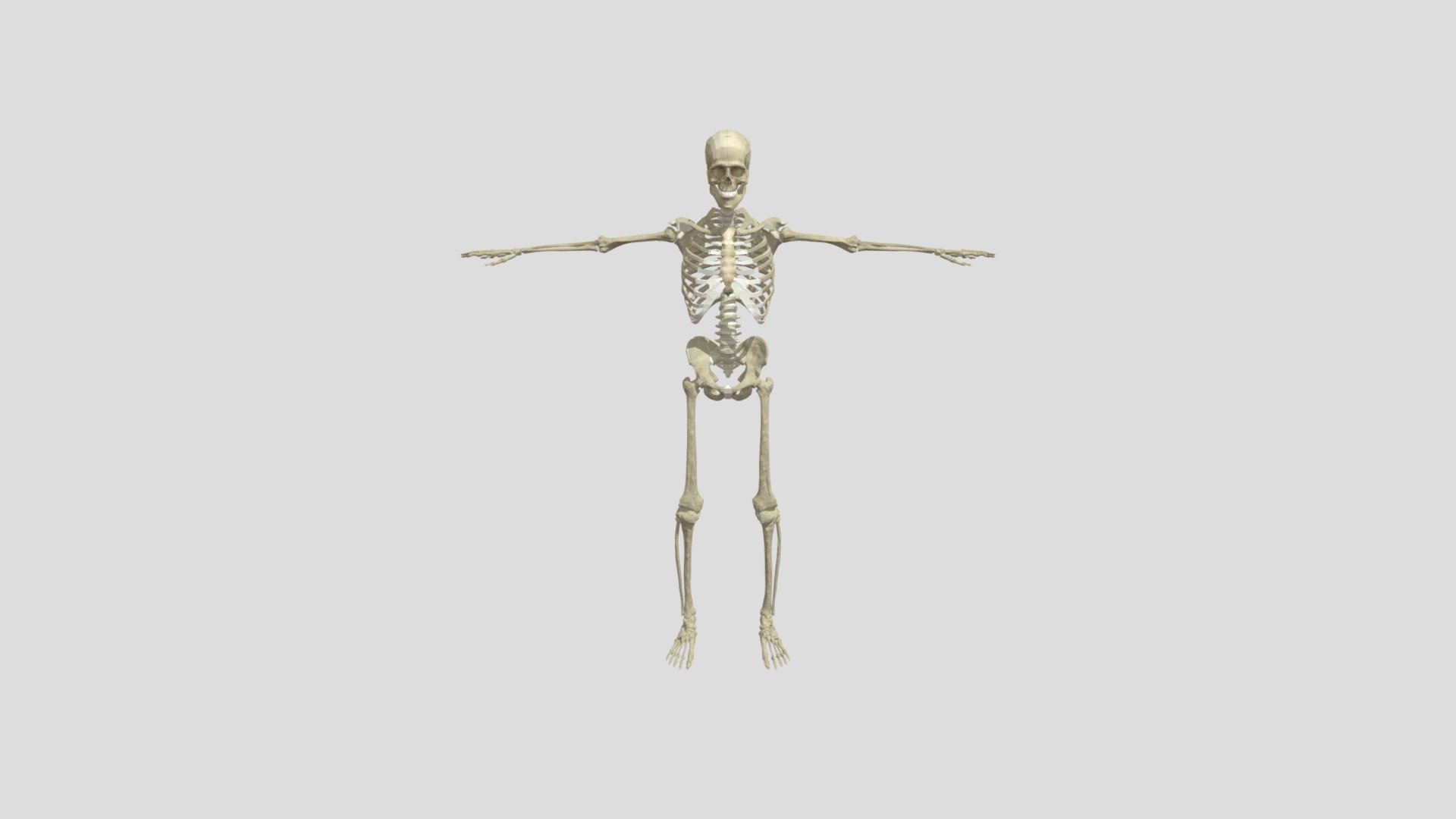 Skeleton-with-outstretched-arms - 3D model by MagiCore Academy ...