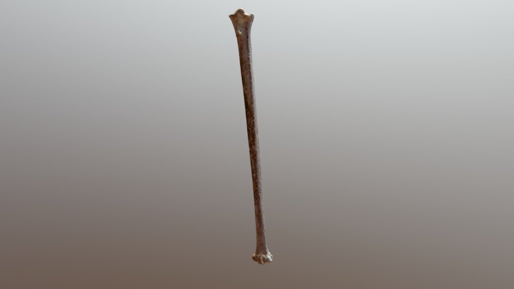 Bird Tarsometatarsus (VCU_3D_2574) - Download Free 3D model by Virtual ...