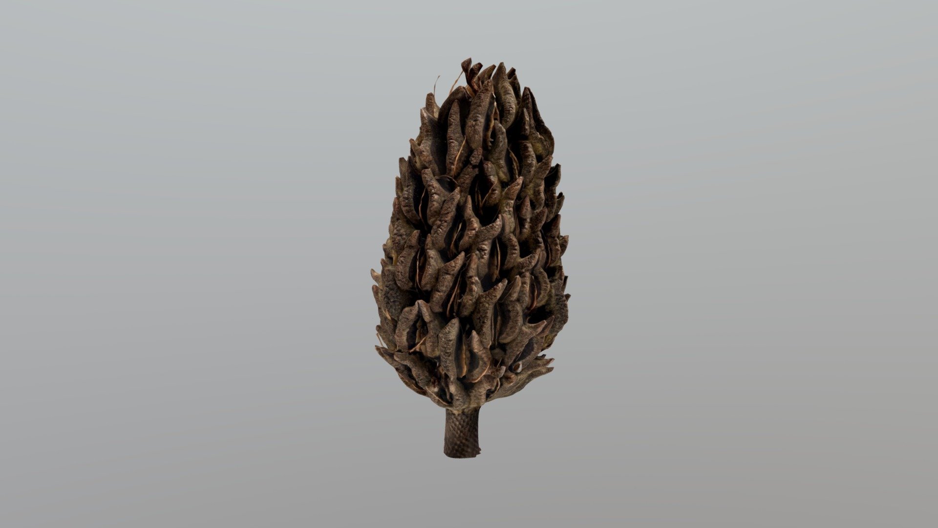 Day 206: Magnolia Seed Pod - Download Free 3D model by uttamg911 ...