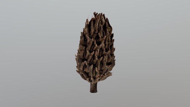 Botany 3D models - Sketchfab