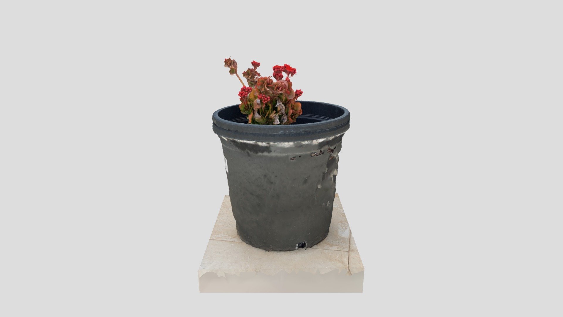 Plant scan - Download Free 3D model by poken21 [bf3ea32] - Sketchfab