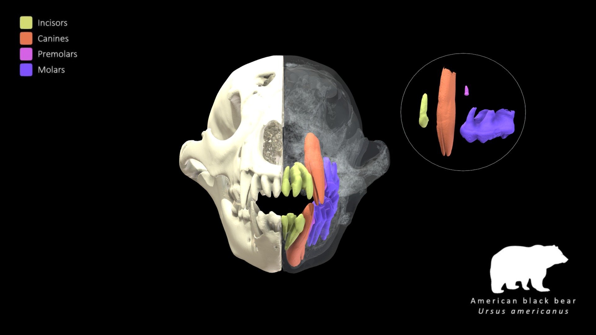 American Black Bear Dentition - 3D model by Blackburn Lab (@ufherps ...