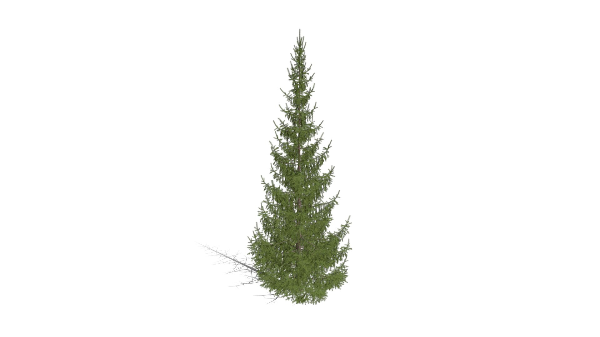 Realistic HD Norway spruce (3/43) - Download Free 3D model by ...