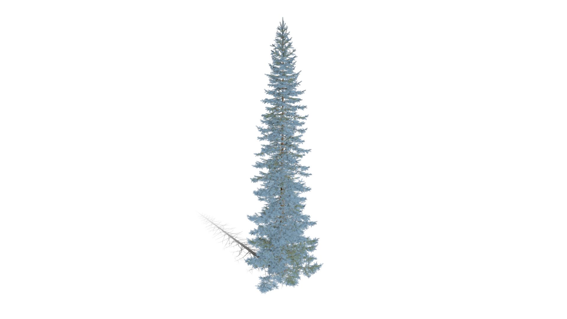 Realistic HD Colorado Blue spruce (4/43) - Download Free 3D model by ...