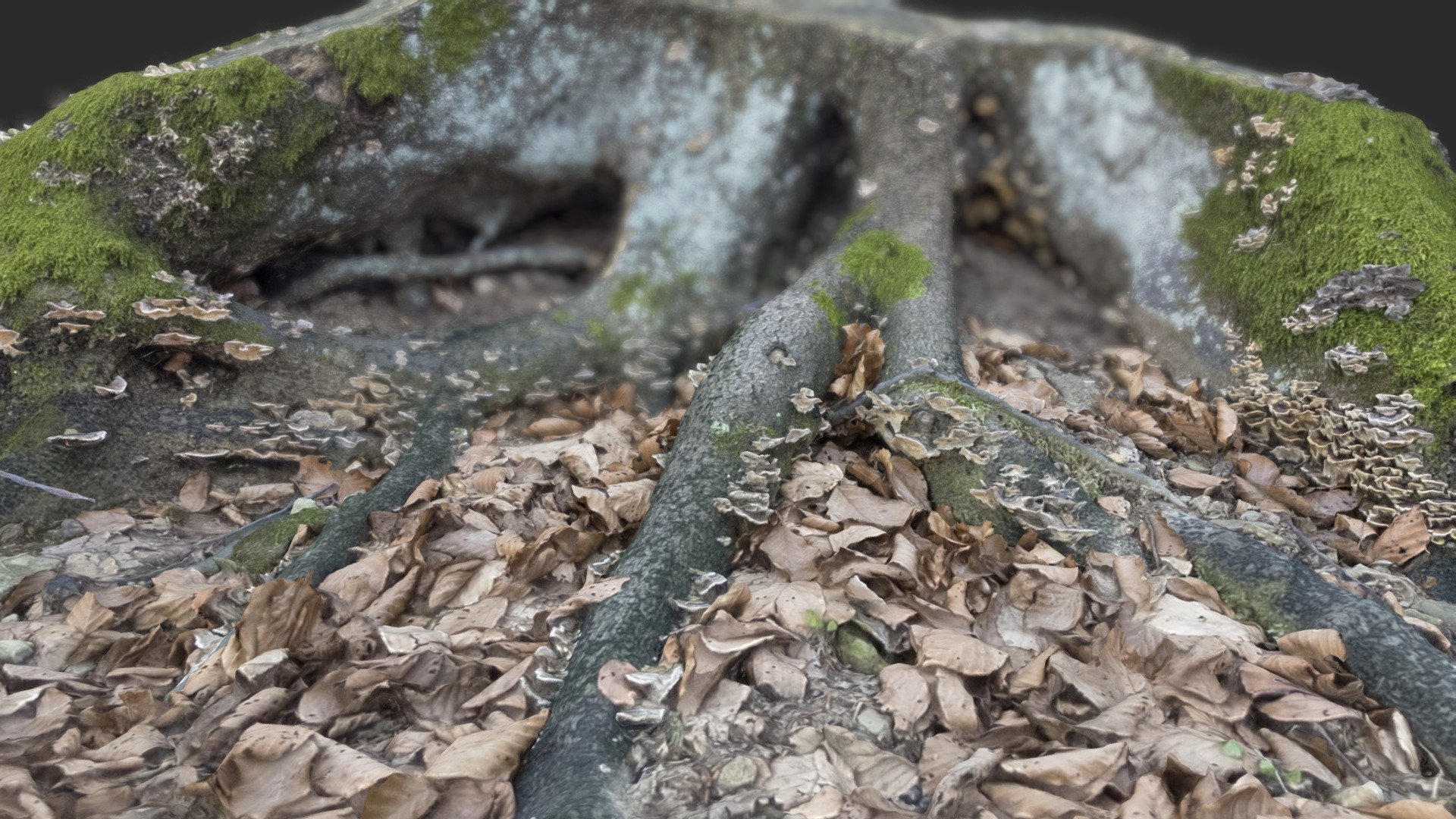 Free 3DScan of a tree trunk base - Buy Royalty Free 3D model by ...