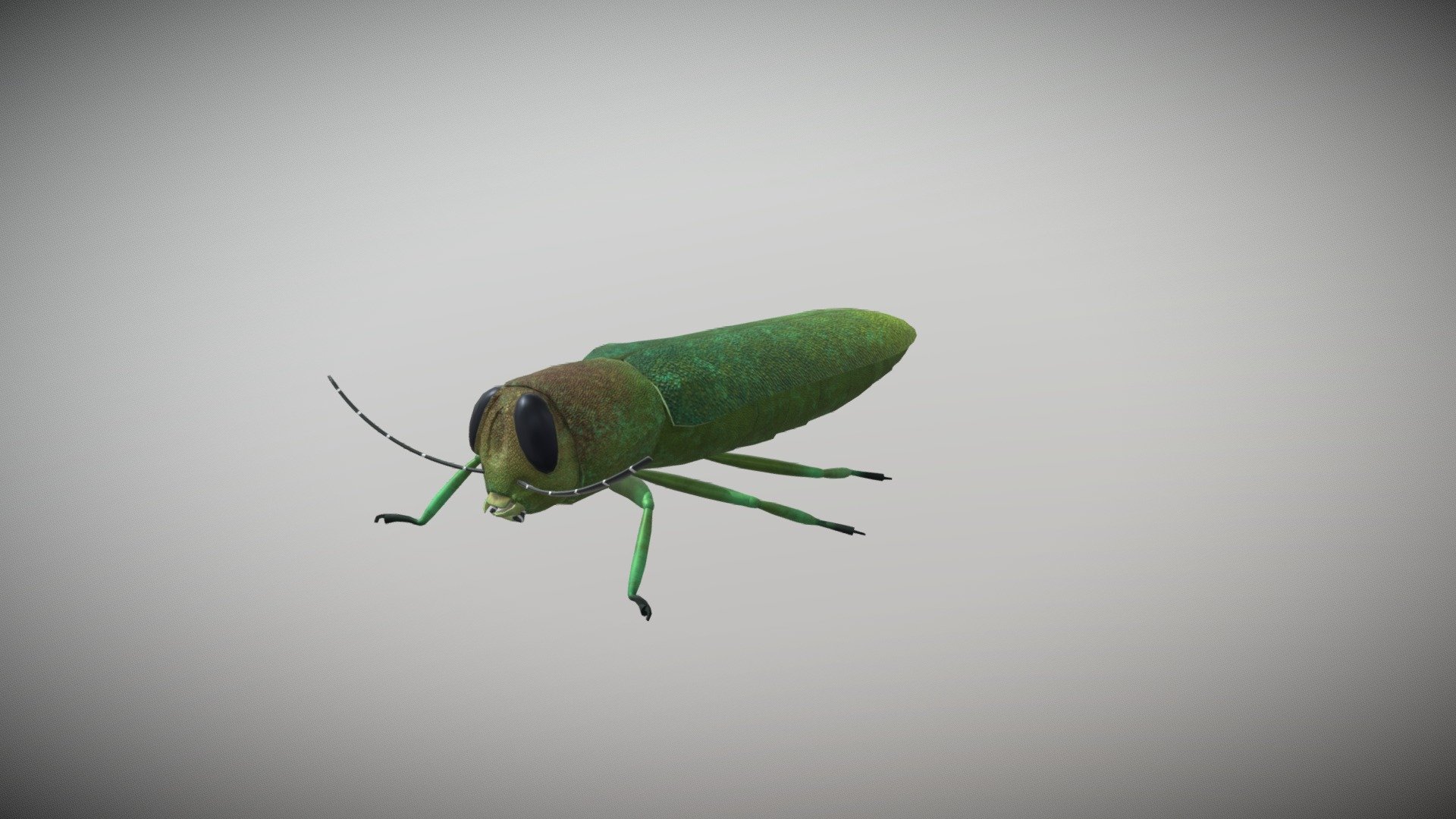 Emerald Ash Borer - 3D model by Purdue Envision Center (@EnvisionCenter ...
