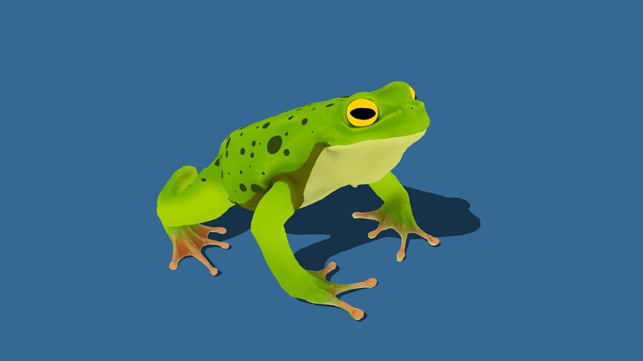 Frogs 3D models - Sketchfab