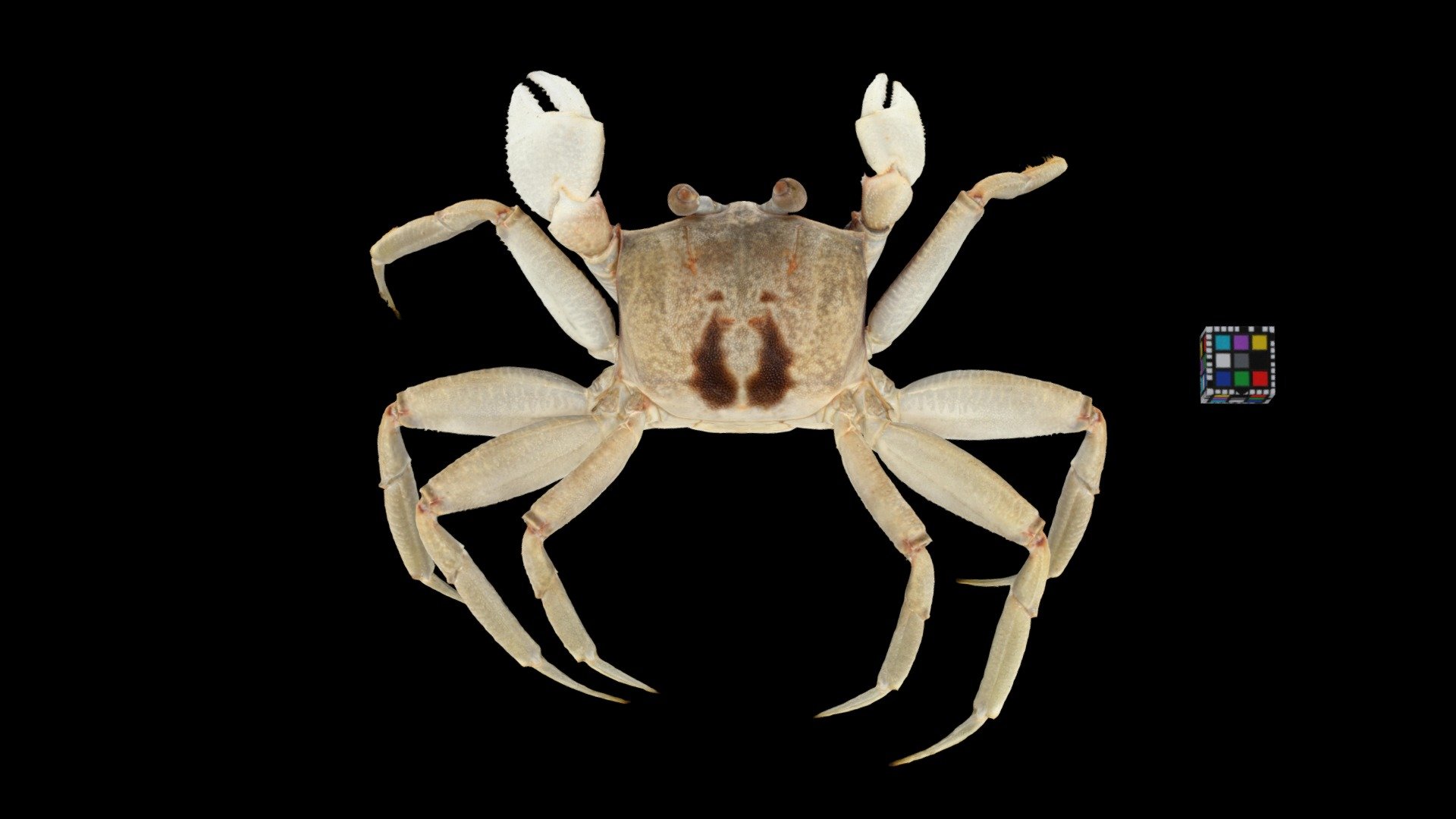 CC0 ツノメガニ 🦀 ♀ Horn-eyed Ghost Crab - Download Free 3D model by ffish ...