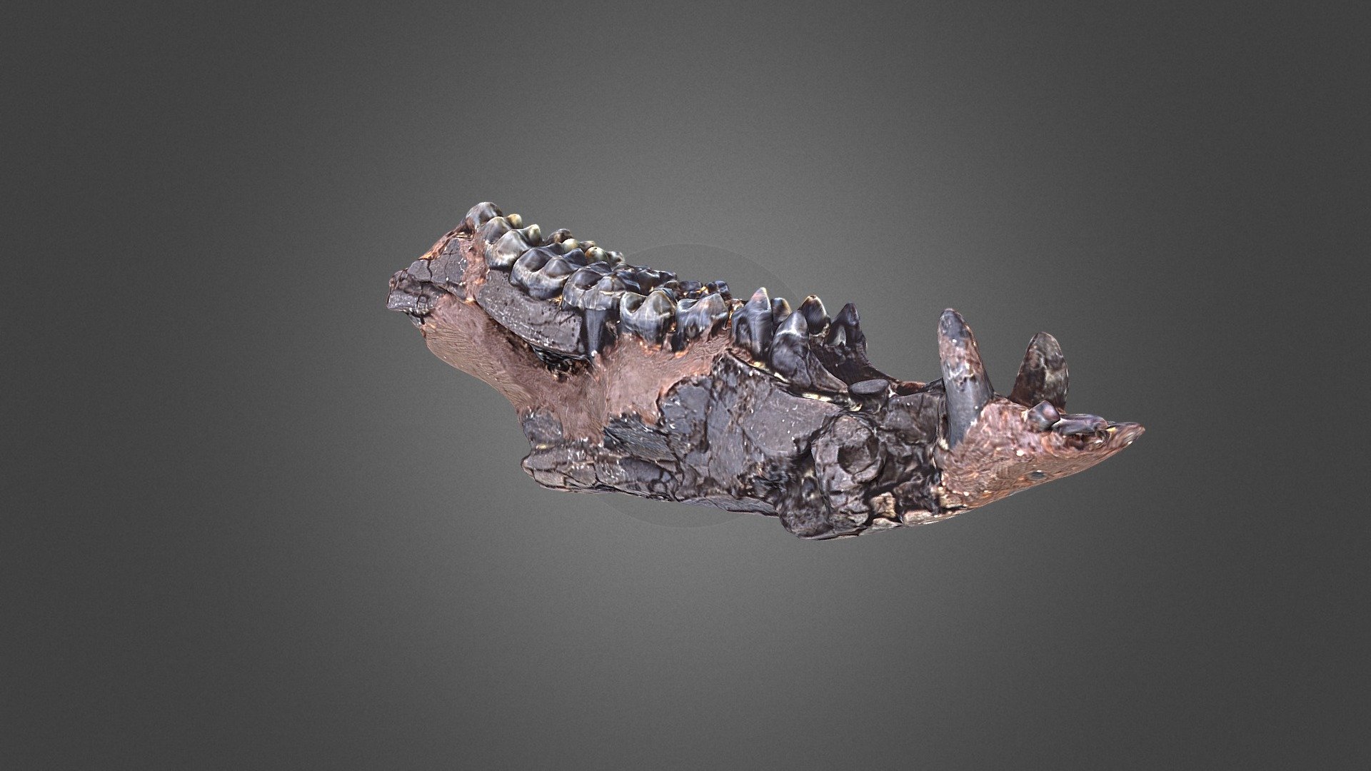 Propalaeotherium hassium - 3D model by Digital Archive of Natural ...