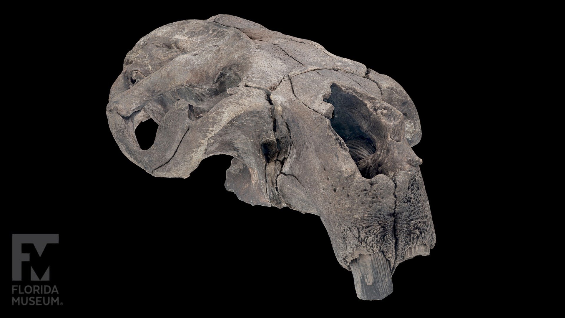 Fossil Giant Beaver Skull - 3D model by FloridaMuseum [bf70187] - Sketchfab