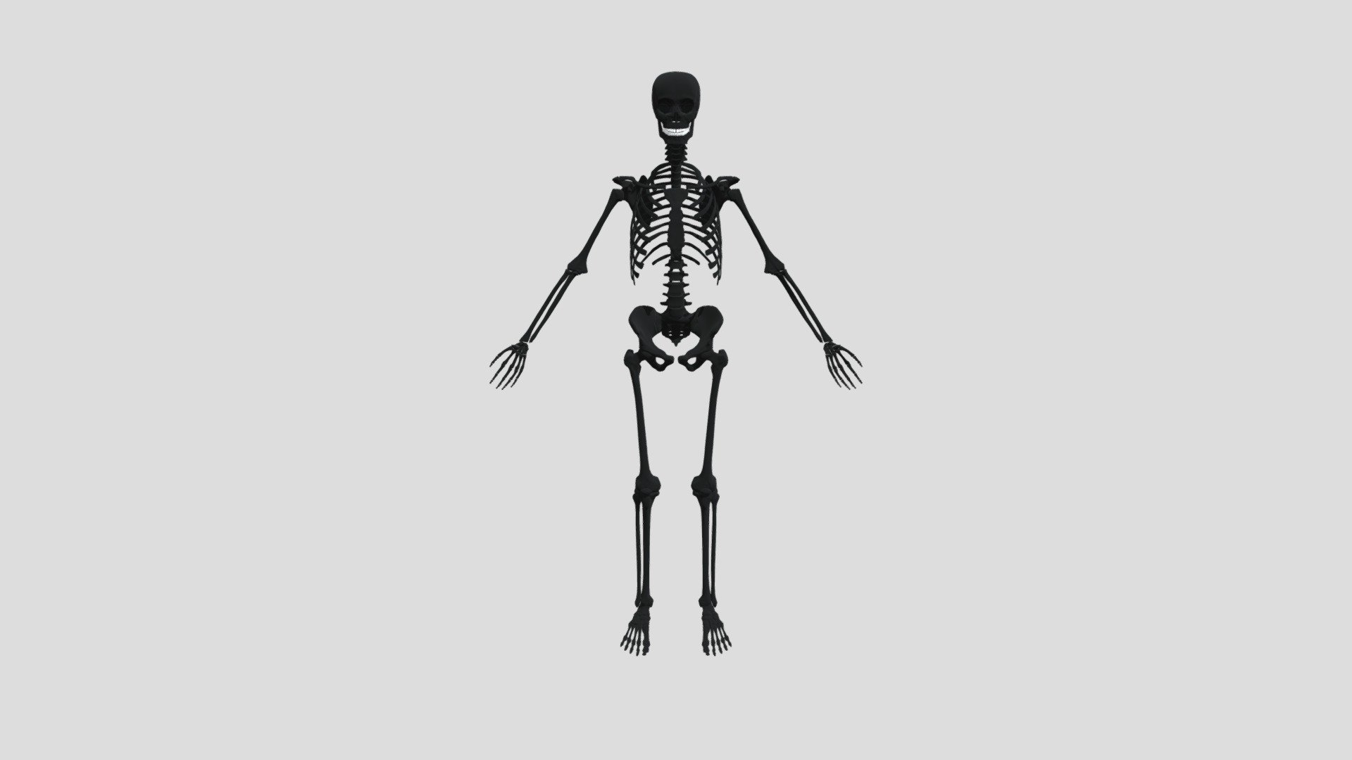 Female Skeleton - 3D model by garygates [bf70886] - Sketchfab