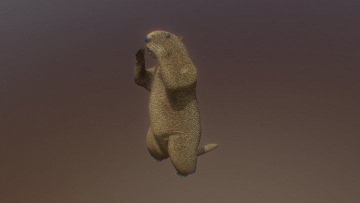 Marmot 3D models - Sketchfab