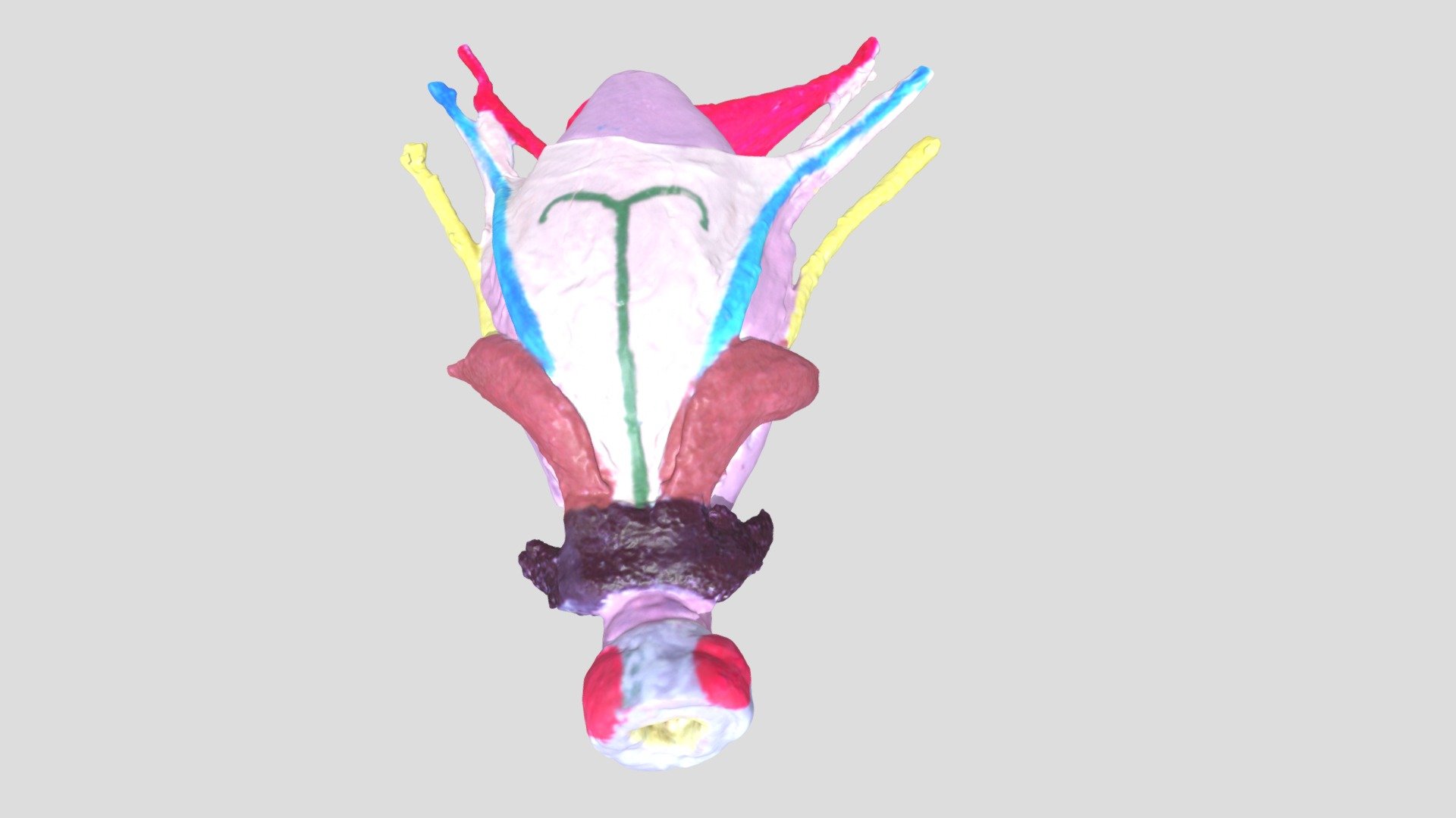 Urinary bladder with accessory glands (horse) - 3D model by University ...