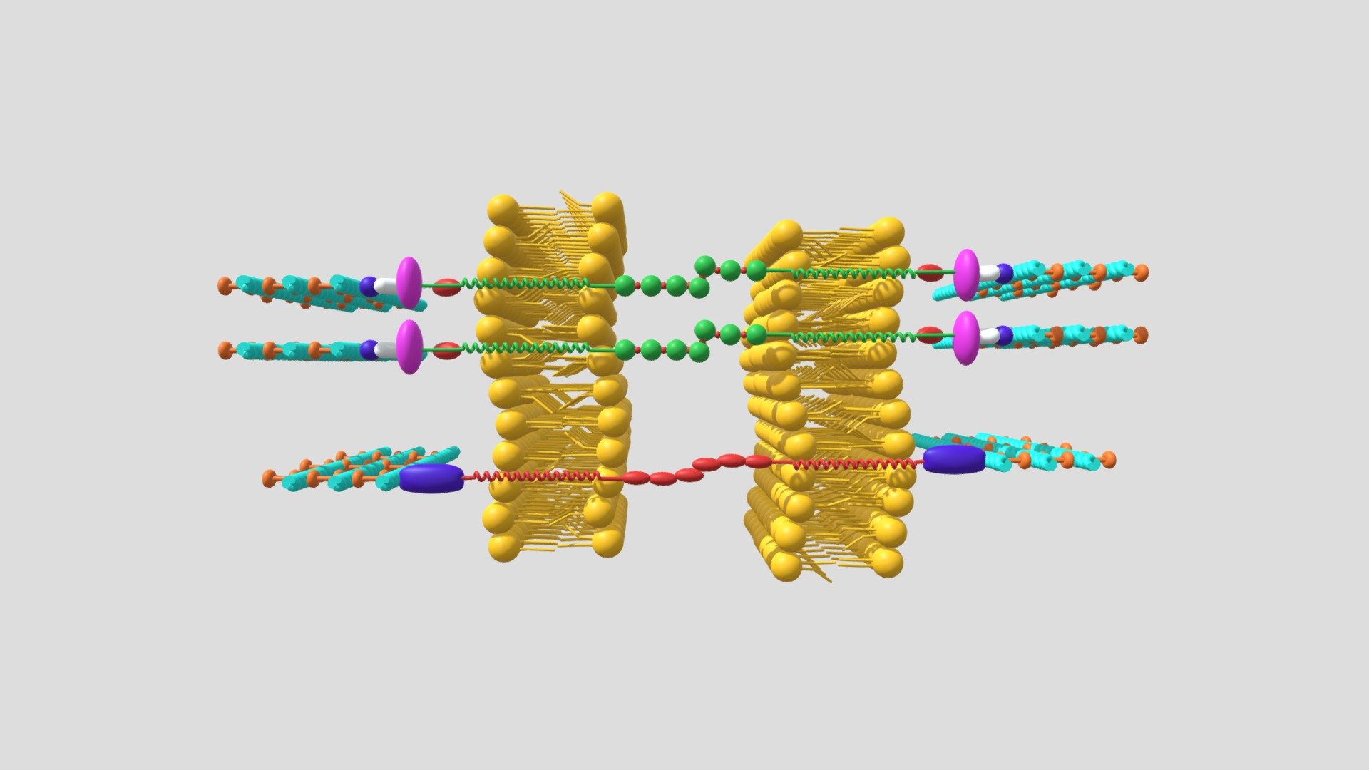 Membrane Specializations - Zonula Adherens - 3D model by Júlio Panzera ...